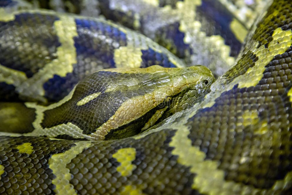 Indian Python (Latin Python Molurus) in Striped Coloring Rolled Up into a Ball. Stock Image ...