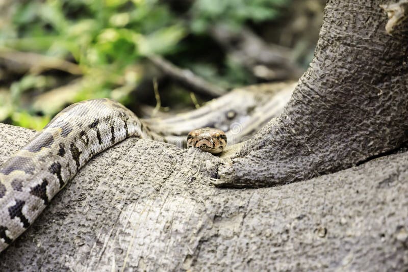 Indian Python Looking at the Camera Stock Image - Image of eyes, snake ...