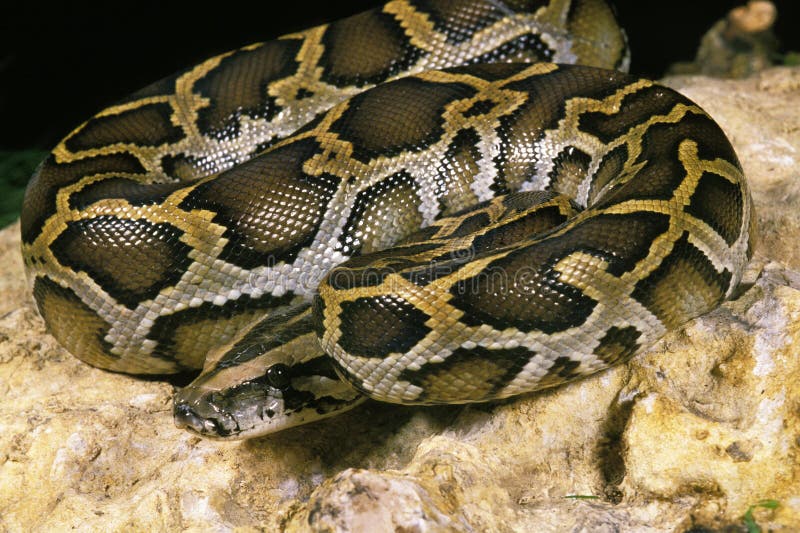 Indianese Python Python Molurus Stock Afbeelding - Image of wild ...