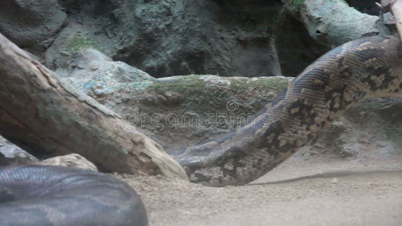 The Indian Python Python Molurus Stock Video - Video of forest, asia ...