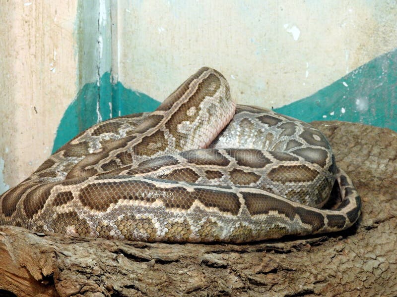 The Indian Python (Python Molurus), Native To Tropical and Subtropical ... The Indian Python (Python Molurus), Native To Tropical and Subtropical ...