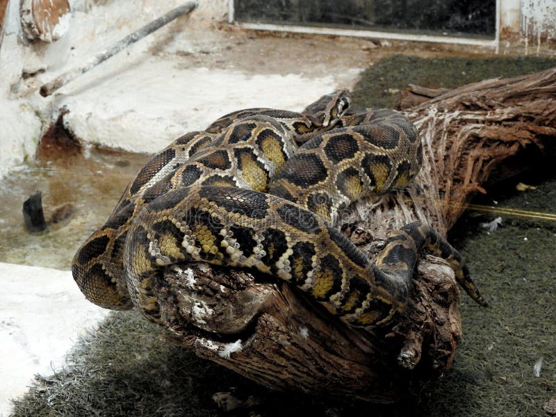 The Indian Python (Python Molurus), Native To Tropical and Subtropical ... The Indian Python (Python Molurus), Native To Tropical and Subtropical ...