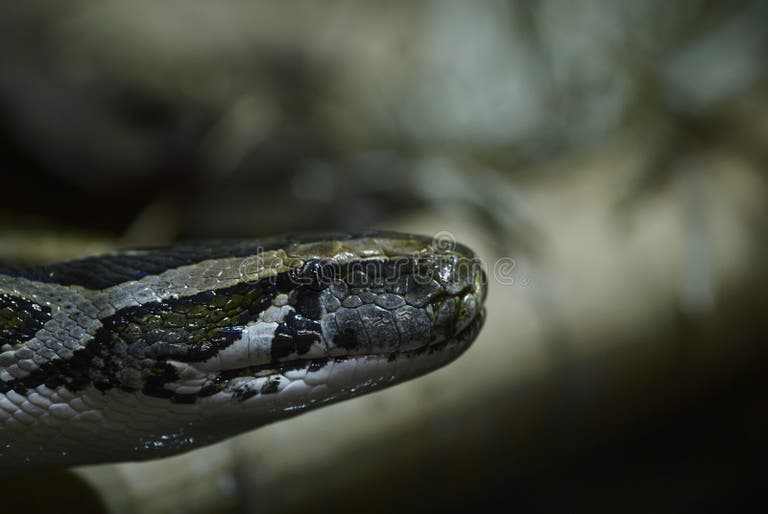 Indian Python - Python Molurus Stock Photo - Image of cute, skin: 238424988