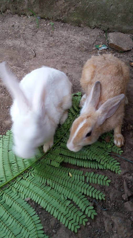 494 Indian Rabbit Photos - Free & Royalty-Free Stock Photos from Dreamstime