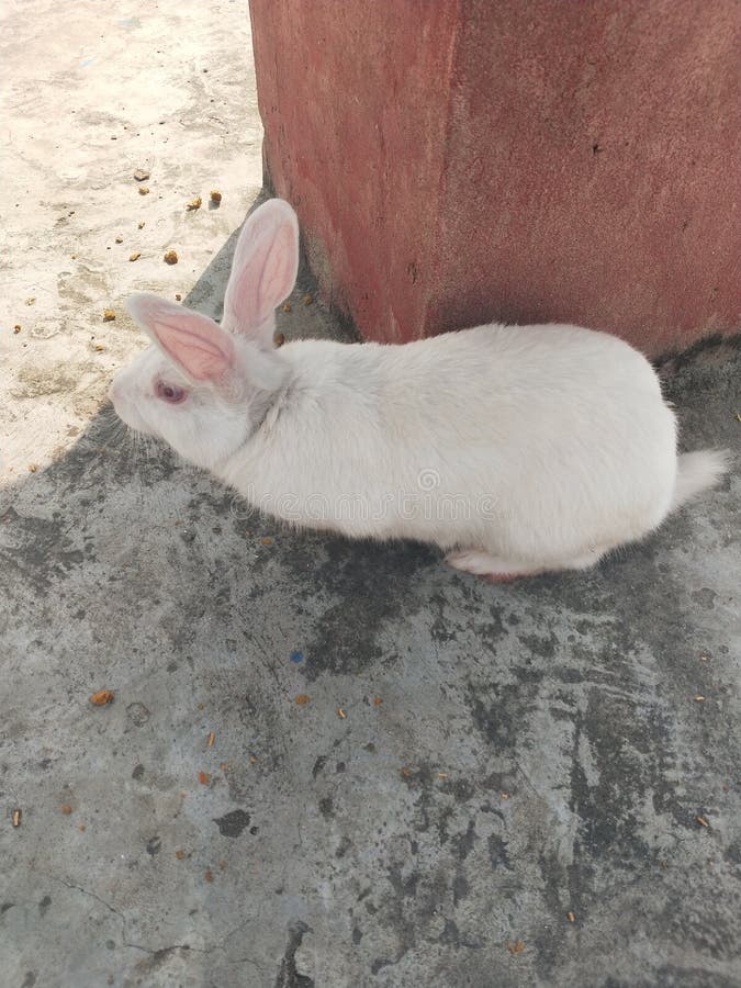 494 Indian Rabbit Photos - Free & Royalty-Free Stock Photos from Dreamstime