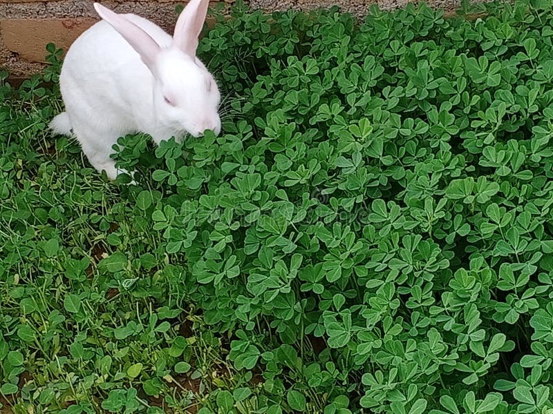 494 Indian Rabbit Photos - Free & Royalty-Free Stock Photos from Dreamstime