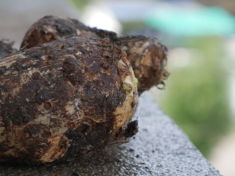 Indian raw colocasia stock image. Image of organic, cook - 197639285