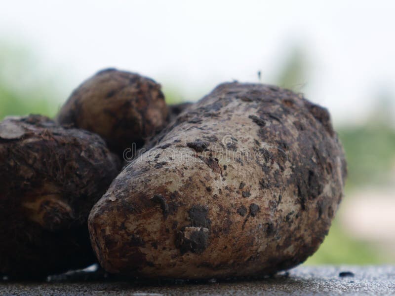 Indian Raw Colocasia from Farmyard Stock Image - Image of food, wood ...