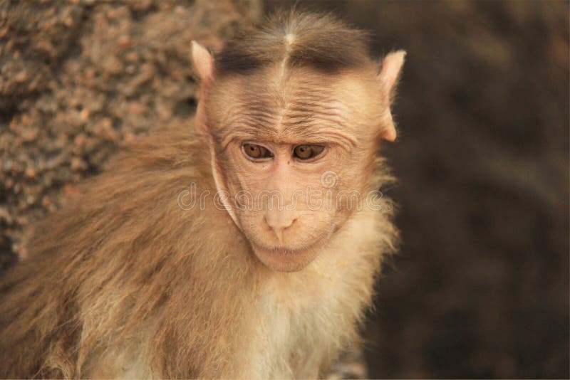 Indian Red alert Monkey stock photo. Image of ancient - 50894214