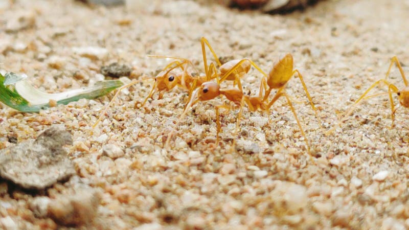 Indian Red Ant is Very Dangerous and Hard Worker Stock Photo - Image of ...