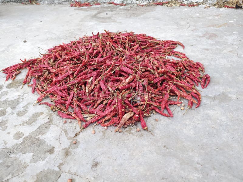 Indian Red Chilli stock photo. Image of indian, mirch - 174044668