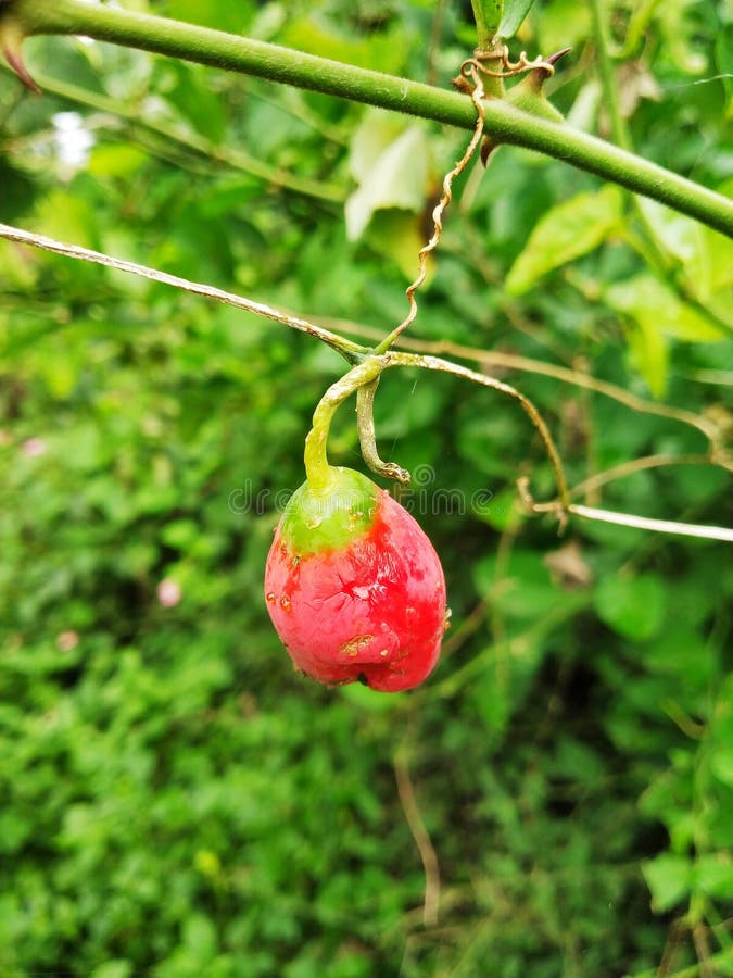 131 Kundru Fruit Stock Photos - Free & Royalty-Free Stock Photos from ...