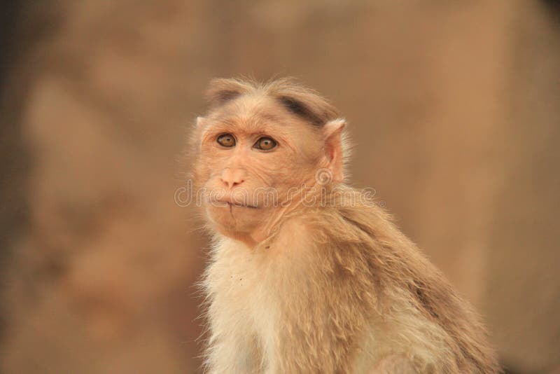 Indian Red Monkey in wild stock image. Image of brown - 50377541