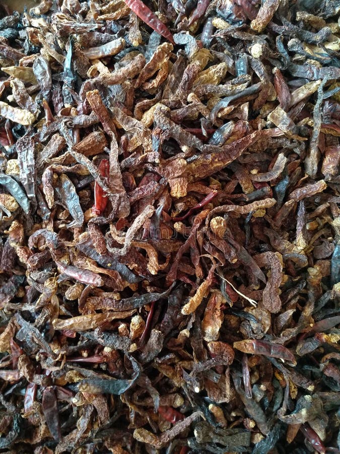 Indian red pepper stock photo. Image of indian, chillie - 107481826