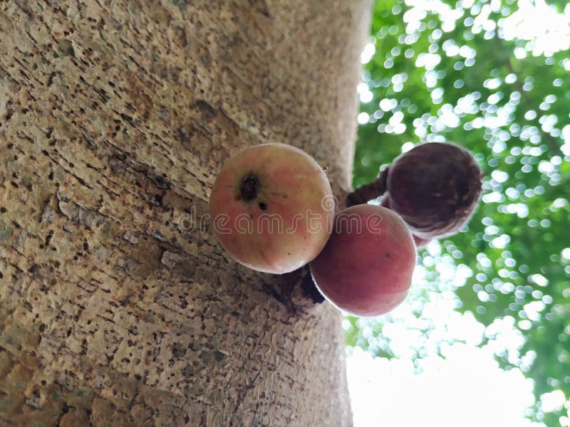 Athi Fruit Stock Photos - Free & Royalty-Free Stock Photos from Dreamstime