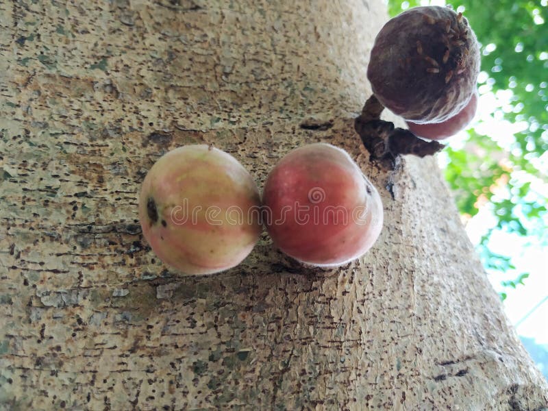 Athi Fruit Stock Photos - Free & Royalty-Free Stock Photos from Dreamstime