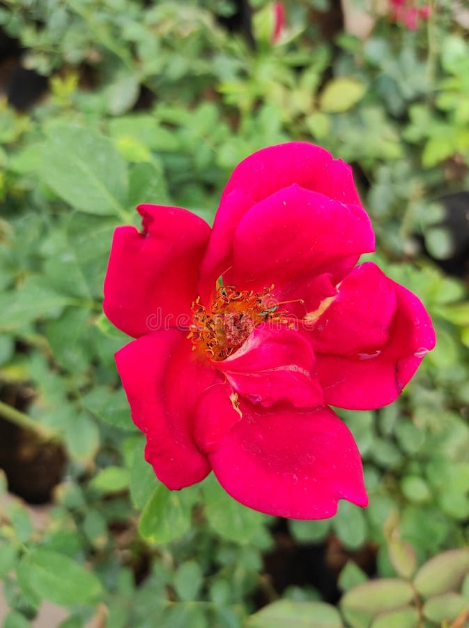Indian Red Rose Flower in the Garden Stock Photo - Image of flower ...