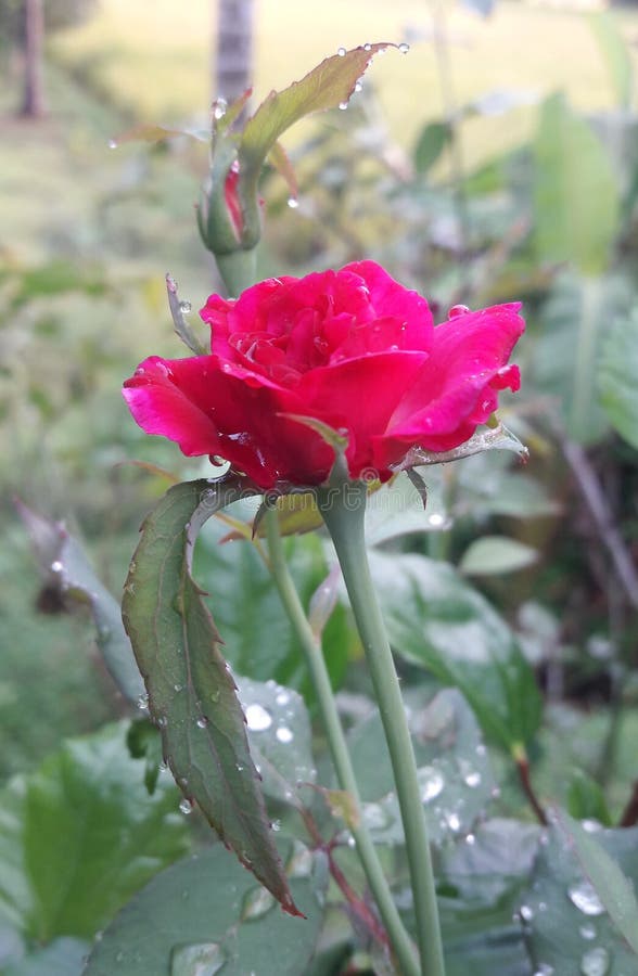 Indian Red Rose Flower stock image. Image of flower - 160979787