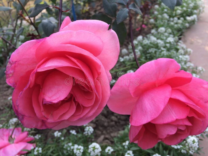 Indian Red Rose with Deep Pink Color Stock Image - Image of indian ...