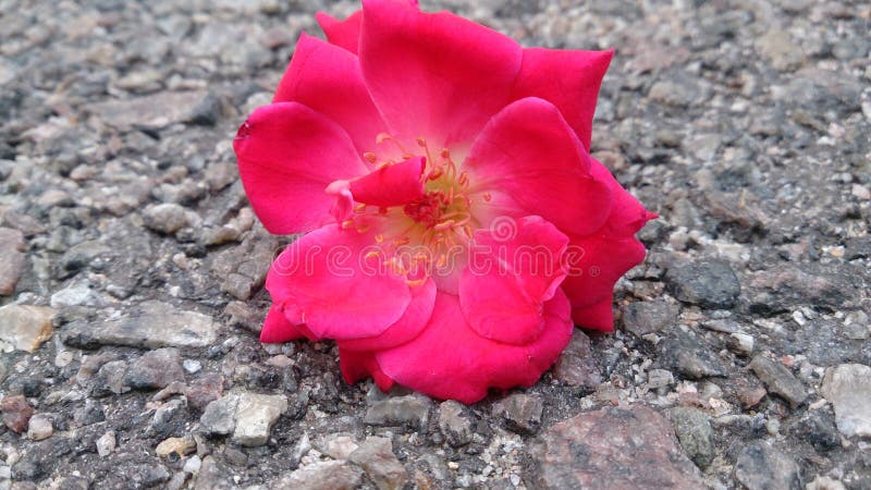 Indian Red Rose on Road stock image. Image of leaf, roase - 218076637