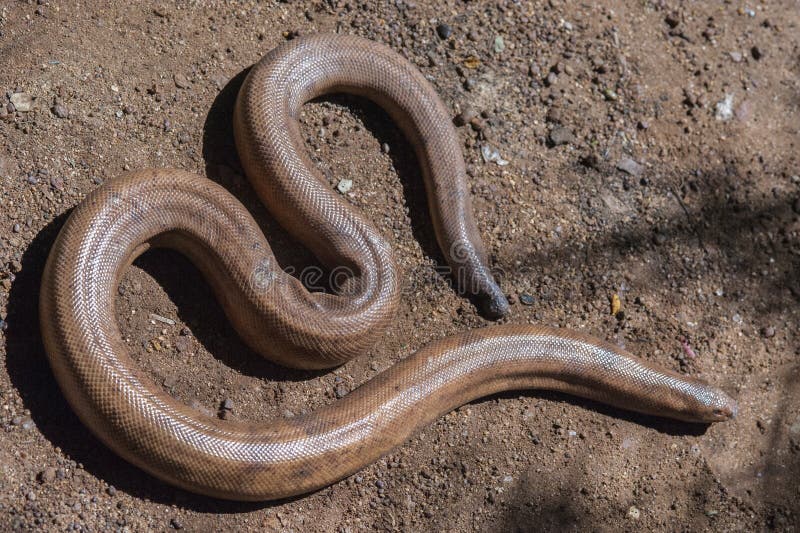 Indian red sand boa snake stock photo. Image of closeup - 40558416