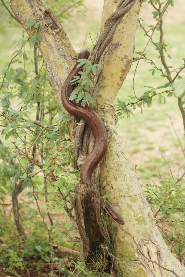 Indian red sand boa snake stock image. Image of eryx - 57071733