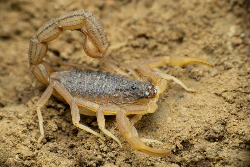 782 Indian Scorpion Stock Photos - Free & Royalty-Free Stock Photos ...