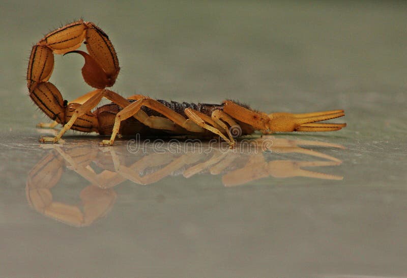 Indian Red Scorpion stock image. Image of forest, hunter - 102839161
