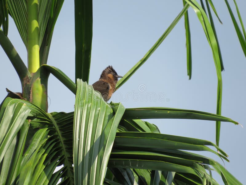 Indian Red-vented Bulbul stock photo. Image of bird - 270620062