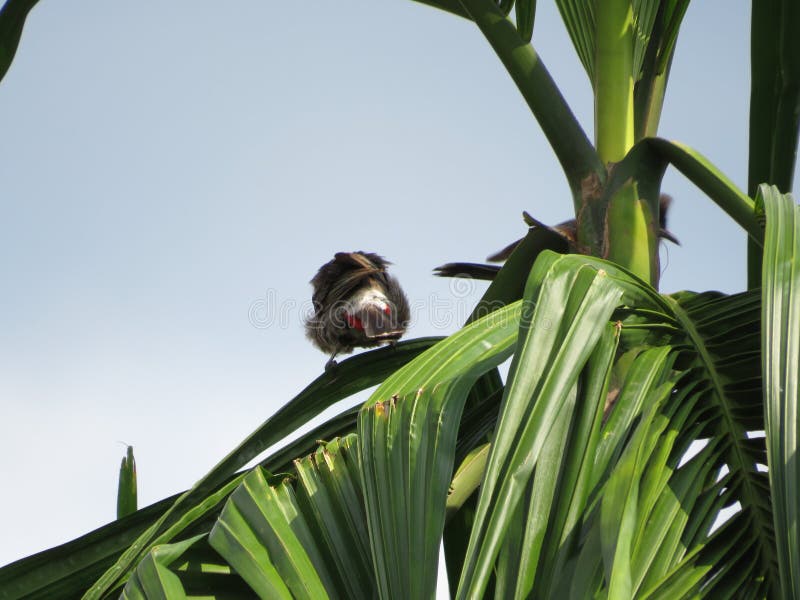 Indian Red-vented Bulbul stock photo. Image of bird - 270620084