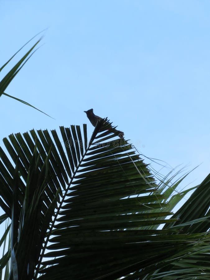 Indian Red-vented Bulbul stock photo. Image of vented - 270620292