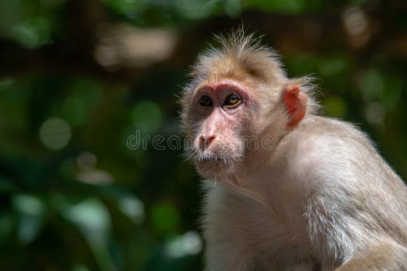 118 Monkey Hair Texture Stock Photos - Free & Royalty-Free Stock Photos ...