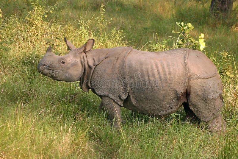 Indian rhino in Nepal stock photo. Image of chitwan, park - 17991778