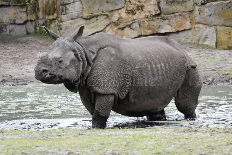 Definition Of Swamp Rhino at Fernando Smith blog