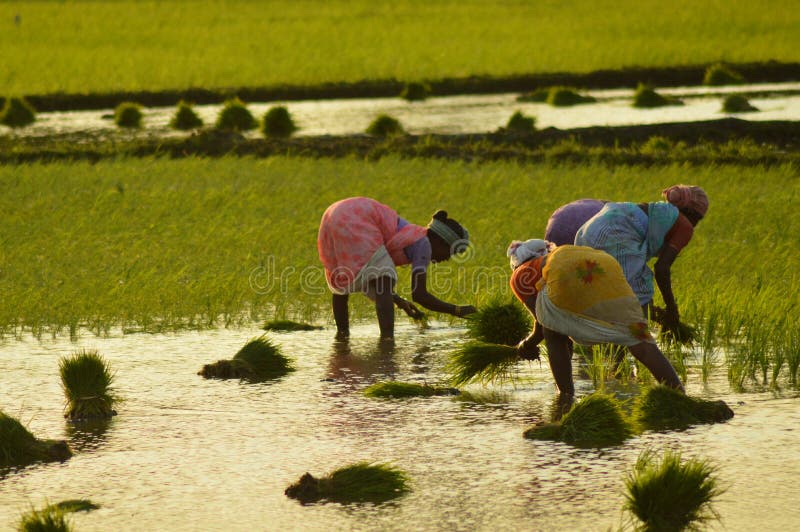 Indian rice farmer editorial stock photo. Image of fields - 72817508