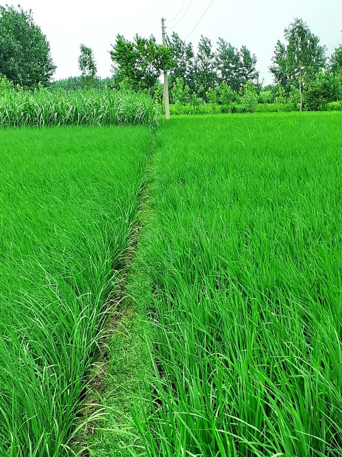 Indian Rice Farming Rural Area Farming Stock Photo - Image of indian ...