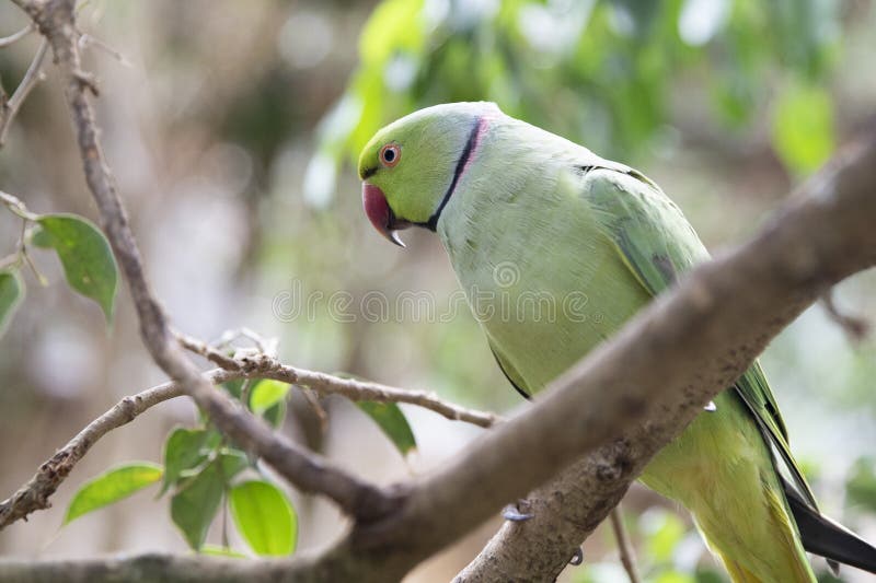 Indian Ringed Parrot. Psittacula Krameri Sits on a Tree, Macro Stock ...
