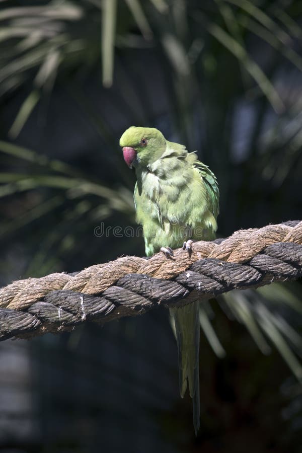 386 Indian Ringneck Stock Photos - Free & Royalty-Free Stock Photos ...