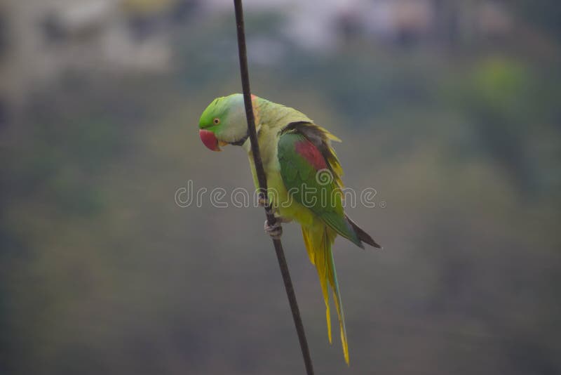 Indian Ringneck Parrot Dancing on Cable Wire with Angry Stock Photo ...