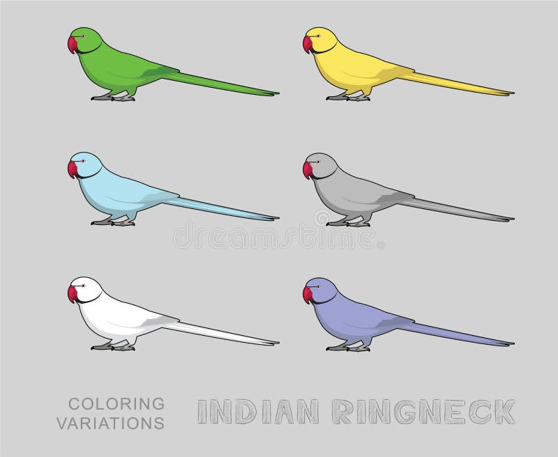 Indian Ringneck Parrot Talking Birds Coloring Variations Vector ...