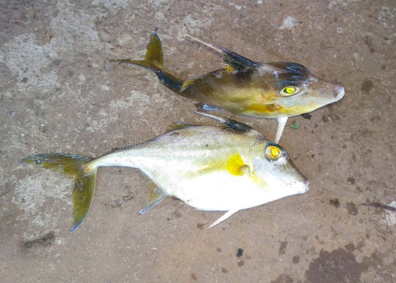 Indian river Black scraper stock image. Image of bird - 206200461