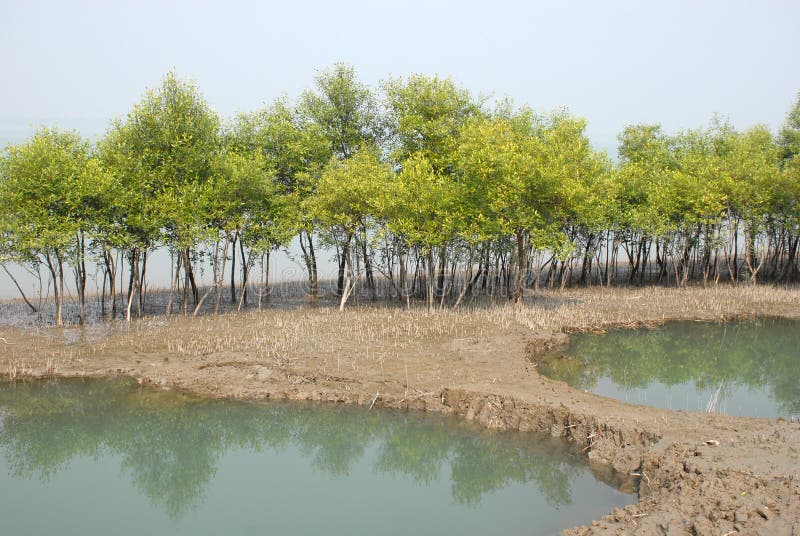 Indian River stock photo. Image of mangrove, saline, asia - 64700322