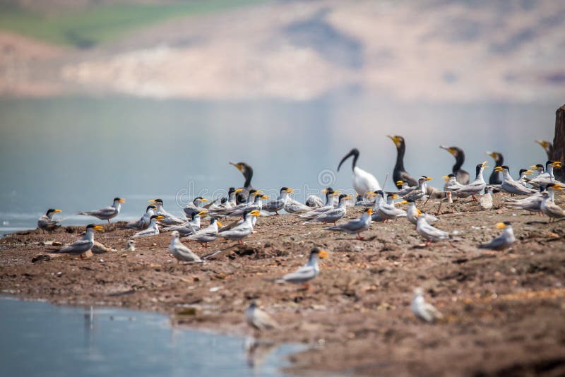 Indian River Tern Breeding Site Stock Photo - Image of wildlife, blue ...