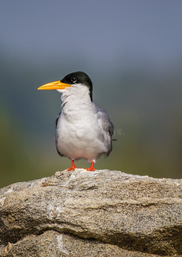 Indian River tern stock image. Image of cold, white, tern - 36273437