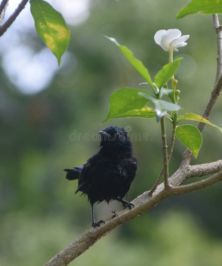 Indian Robin after bath. stock photo. Image of bath - 300533814