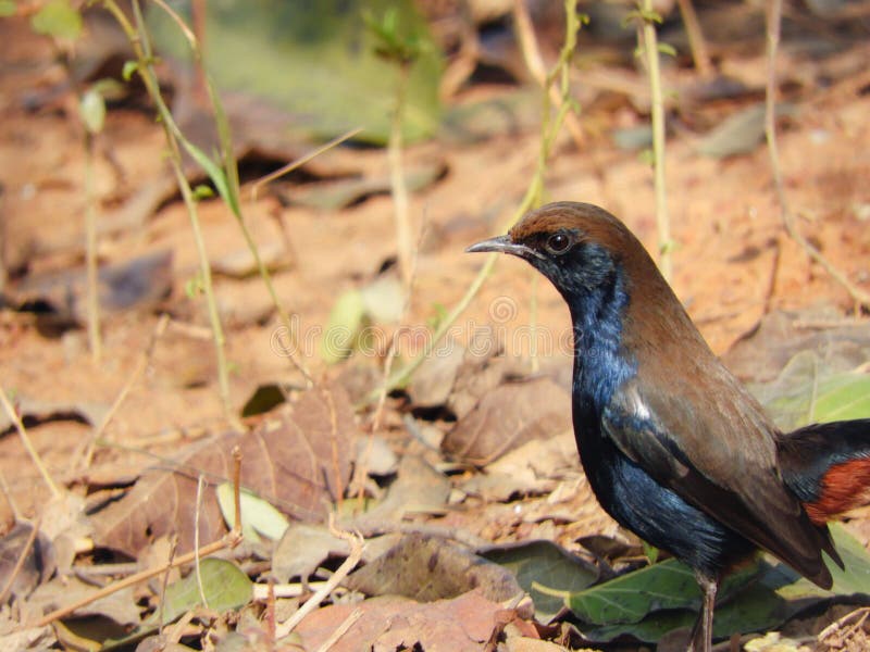 Indian Robin stock image. Image of tiny, brown, woods - 137153385