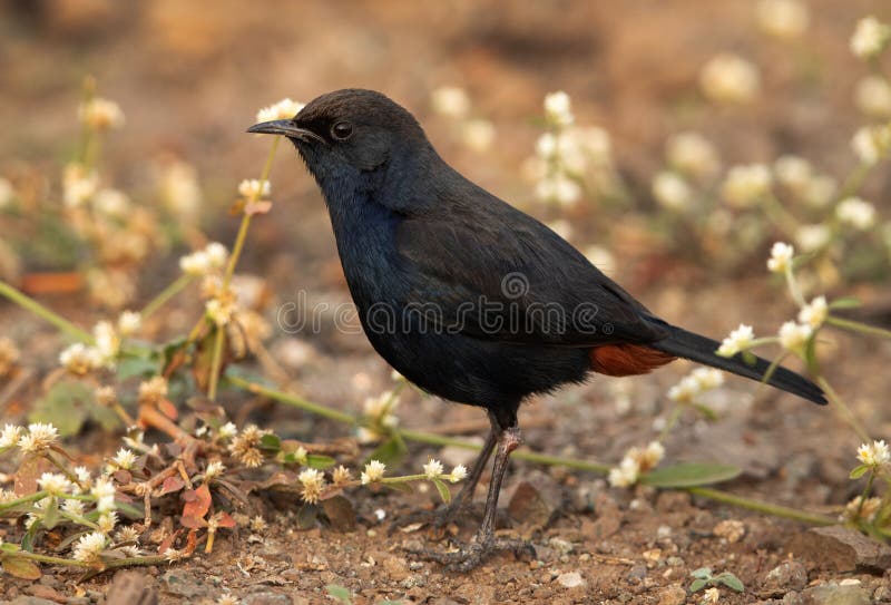 Indian Robin at Bhigwan Bird Sanctuary Maharashtra Stock Photo - Image ...