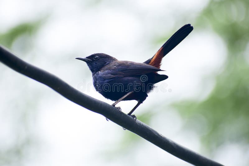 Indian robin bird stock photo. Image of fauna, feathers - 251883352