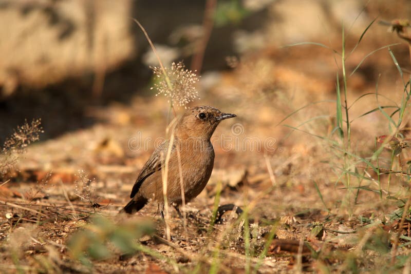 Indian robin bird stock image. Image of beautiful, indian - 63482561
