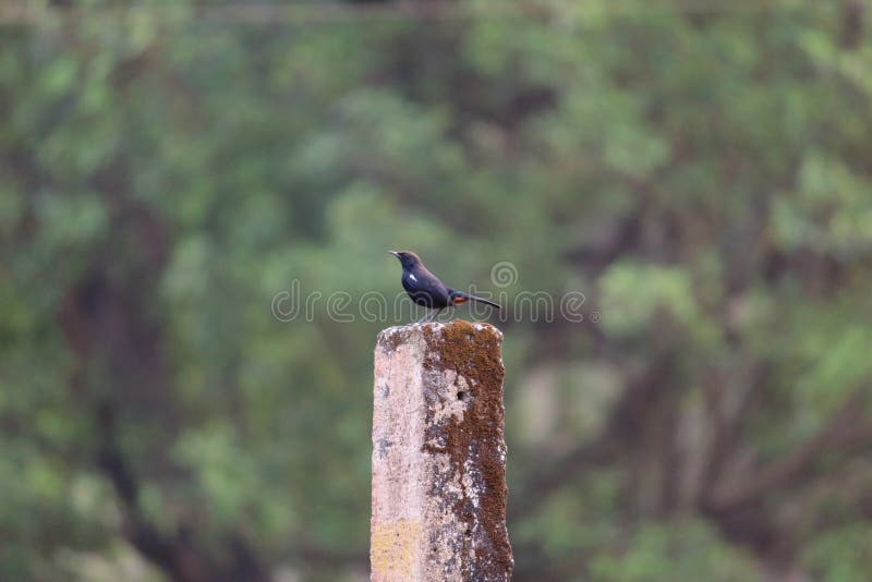Indian Robin Bird Closeup stock photo. Image of conservation - 105507678